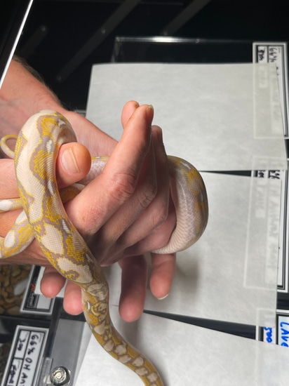 Renick Ghost 66% Silver Line Anthrax Reticulated Python by Rock’in ...