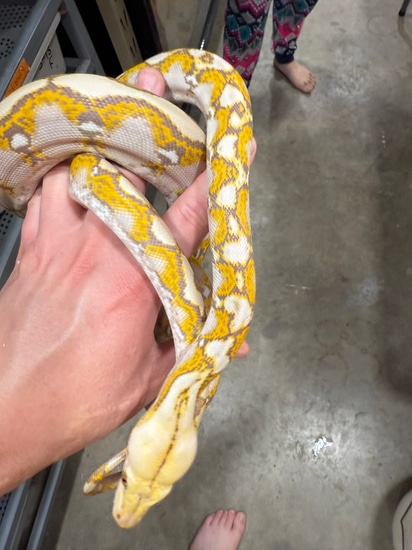 Renick Ghost 66% Silverline Anthrax Reticulated Python by Rock’in ...