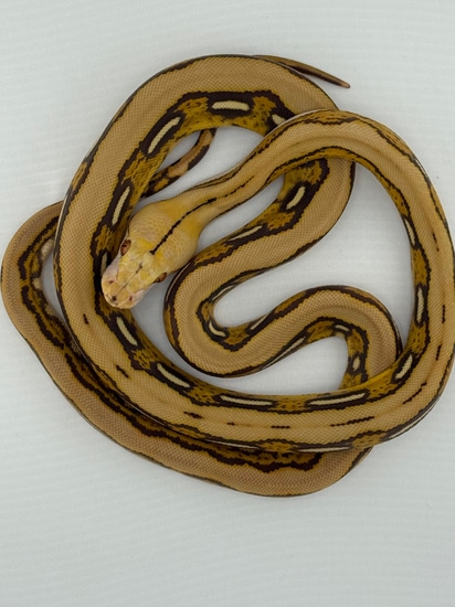 Indo Caramel Tiger Reticulated Python by Rock’in Retics & Reptiles