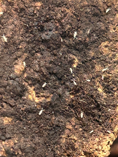 100+ Springtails (5 Free Isopods With Each Order!) by Texas Coastal Insects