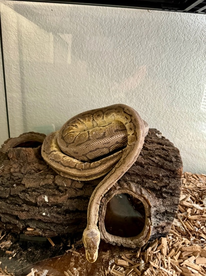 Dragonfly Ball Python by A’s Exotic ball’s