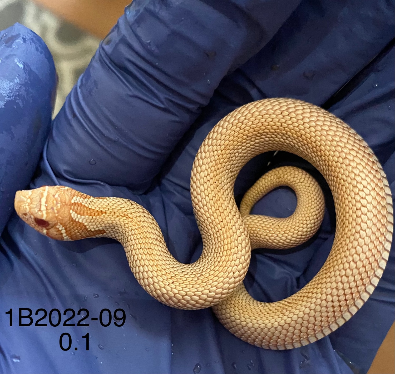 Purpleline Albino Superconda 100% Het Snow (Axanthic) Western Hognose ...