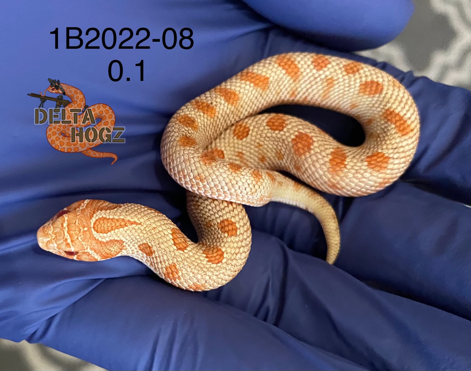 Purpleline Albino Conda 100% Het Snow (Axanthic) Western Hognose by ...