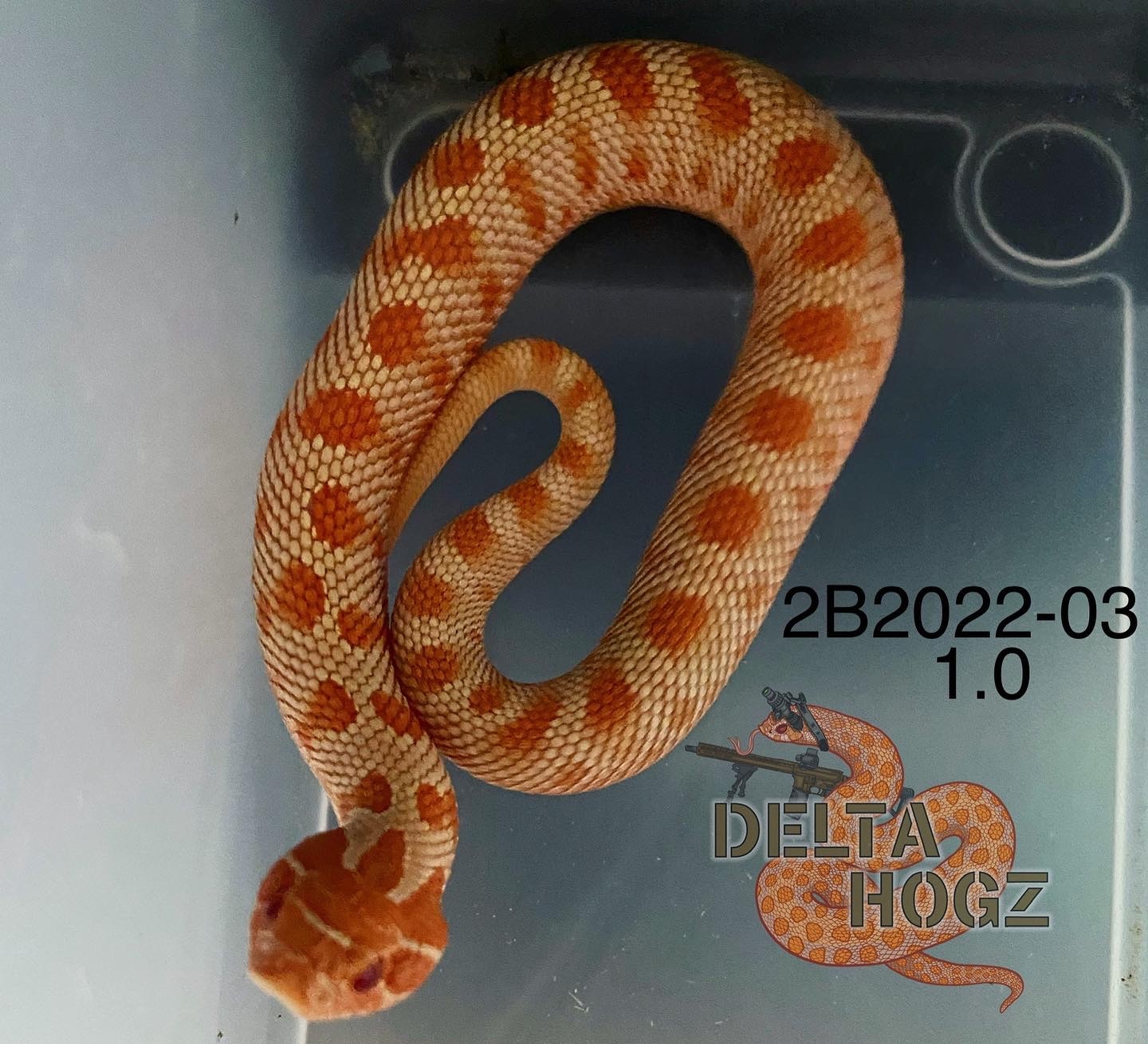 PurpleLine Albino Anaconda Het Snow (Axanthic) Western Hognose by Delta ...
