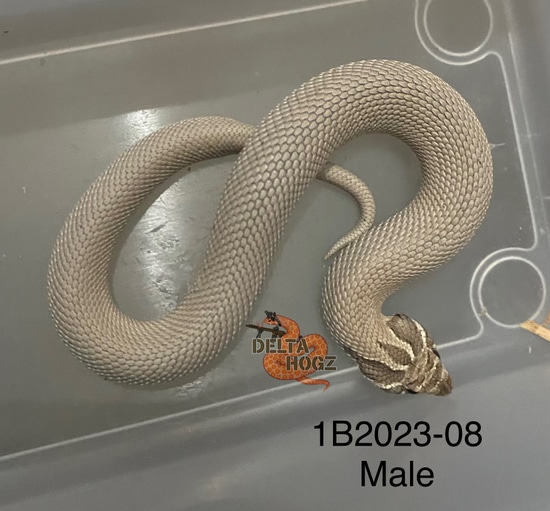 Axanthic Superconda Het Snow Western Hognose by Delta Hogz