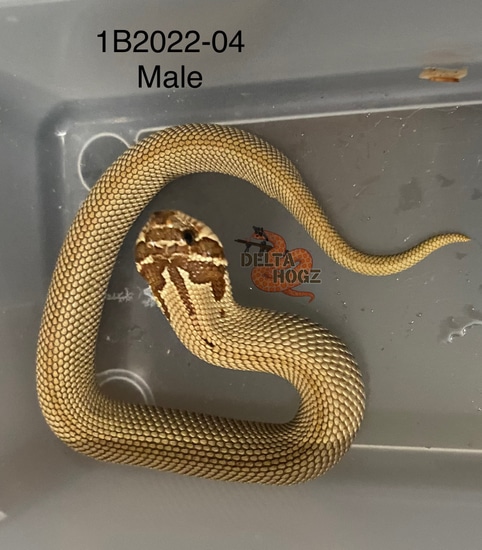 Superconda Het Snow Western Hognose by Delta Hogz