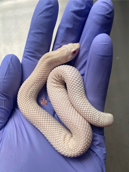 Super Yeti (Snow Superconda) Western Hognose by Delta Hogz