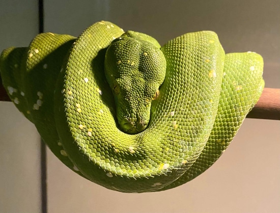 Biak Green Tree Python by Aboreals By Bunn