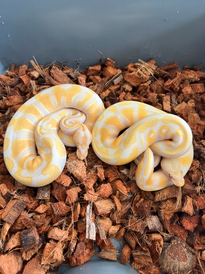 Lavender Het Pied Ball Python by Jdub Exotics