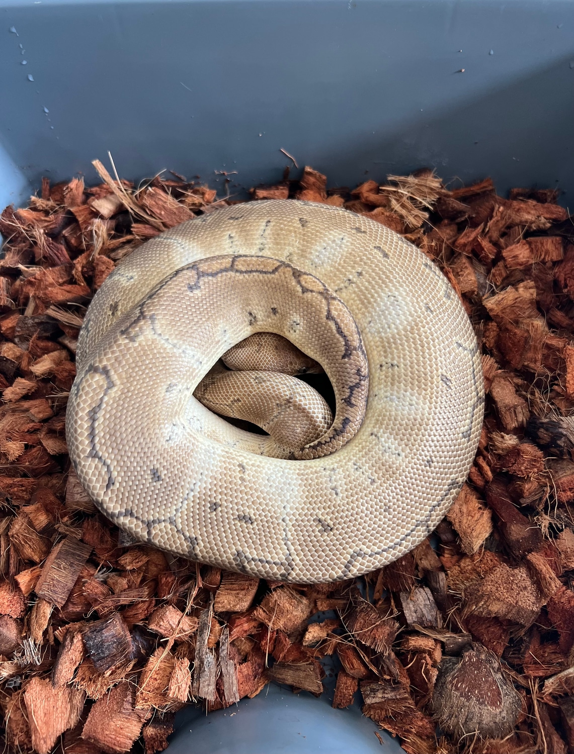 RTB Pinstripe Clown Ball Python by BigB Exotics - MorphMarket