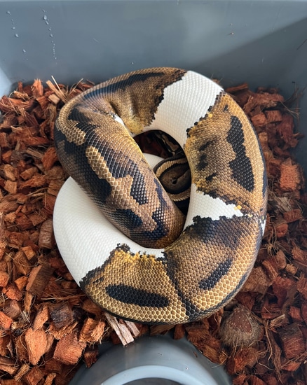 RTB Pied Ball Python by Jdub Exotics