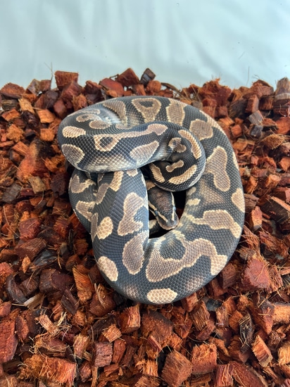 Yellow Belly Het Dreamsicle Ball Python by Jdub Exotics