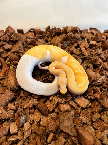 Dreamsicle Ball Python by Jdub Exotics