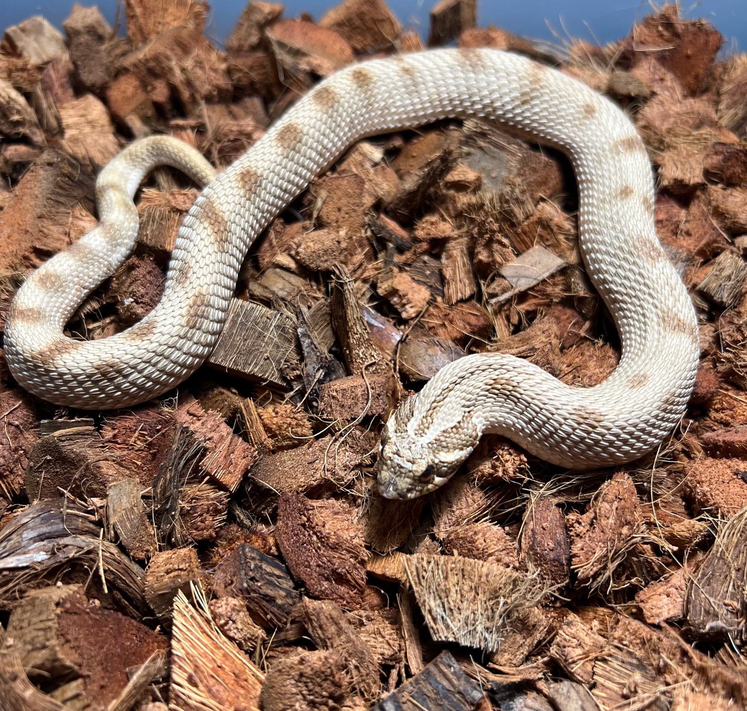 Anaconda Western Hognose by BigB Exotics - MorphMarket
