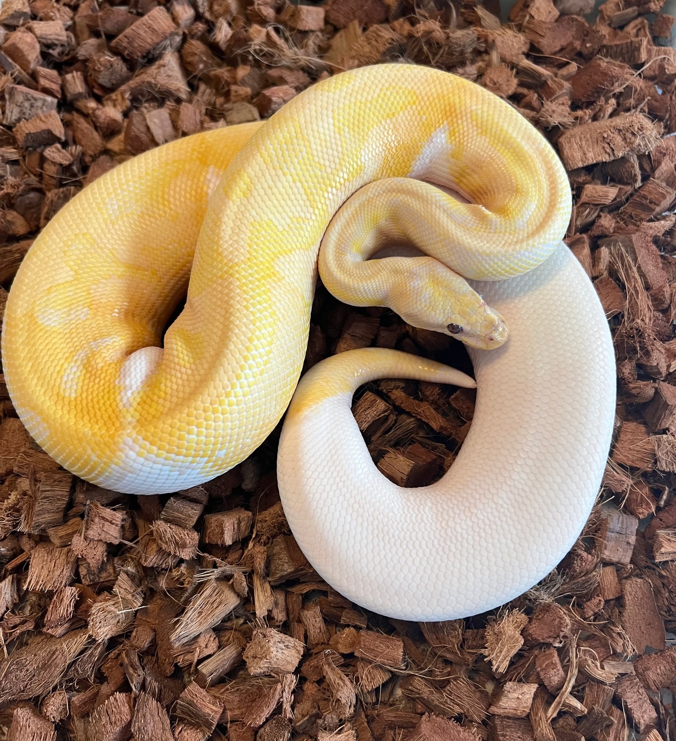 SALE!!! PROVEN BREEDER Dreamsicle Pos Gene X Ball Python by BigB ...