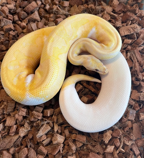 SALE!!! PROVEN BREEDER Dreamsicle Pos Gene X Ball Python by Jdub Exotics