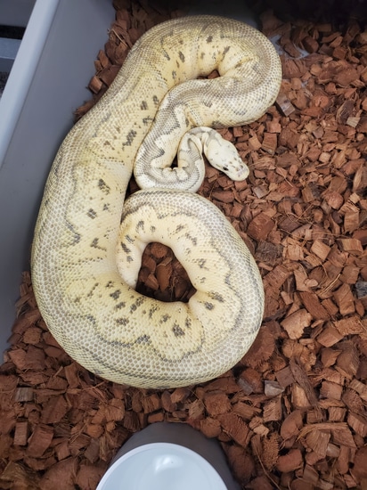 Superfly Clown 2800gram Ball Python by GL Reptiles