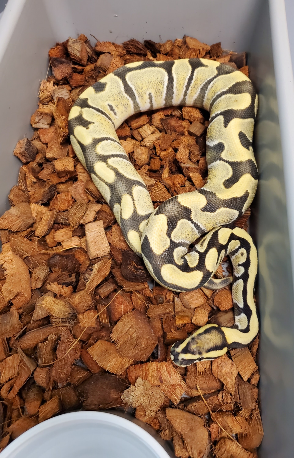 Enchi Desert Ghost Het Clown Ball Python by GL Reptiles - MorphMarket