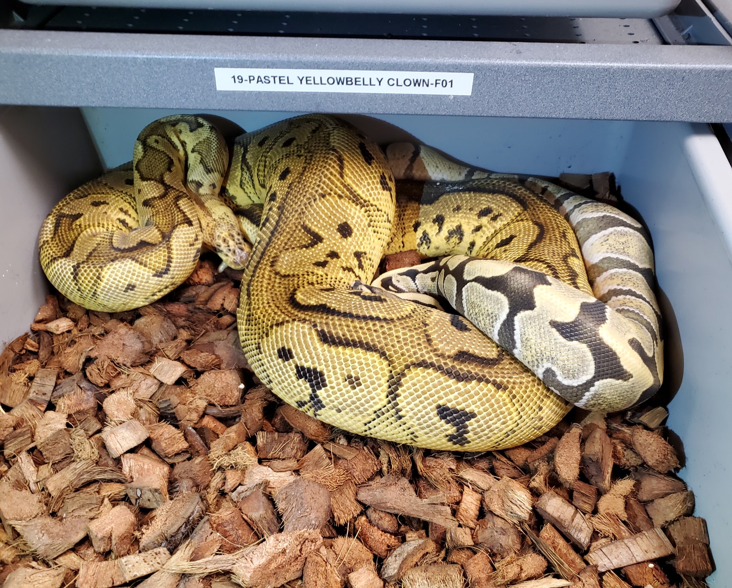 Ball Python Clutch: 2022-C2 by GL Reptiles - MorphMarket