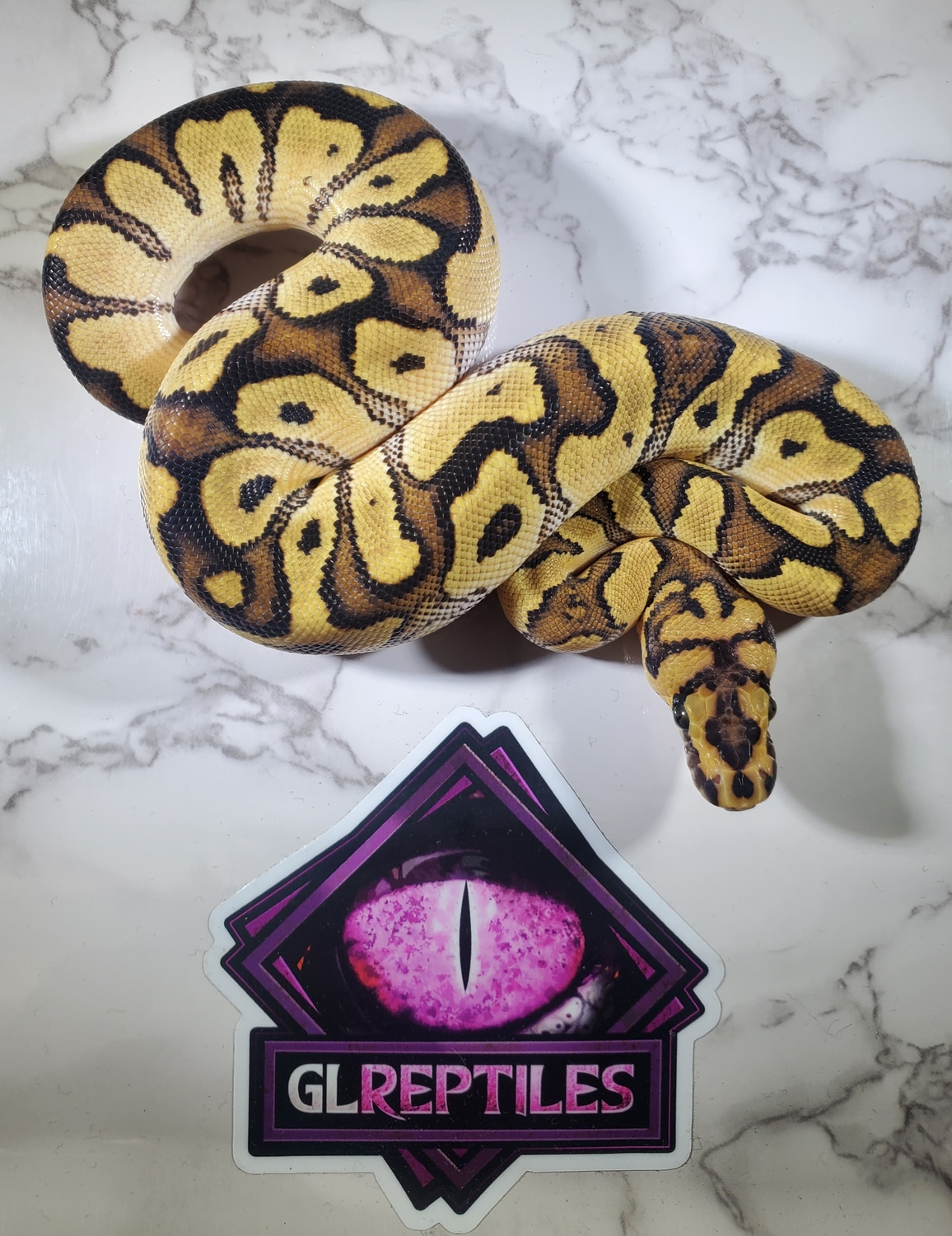 Fire Clown Ball Python by GL Reptiles - MorphMarket