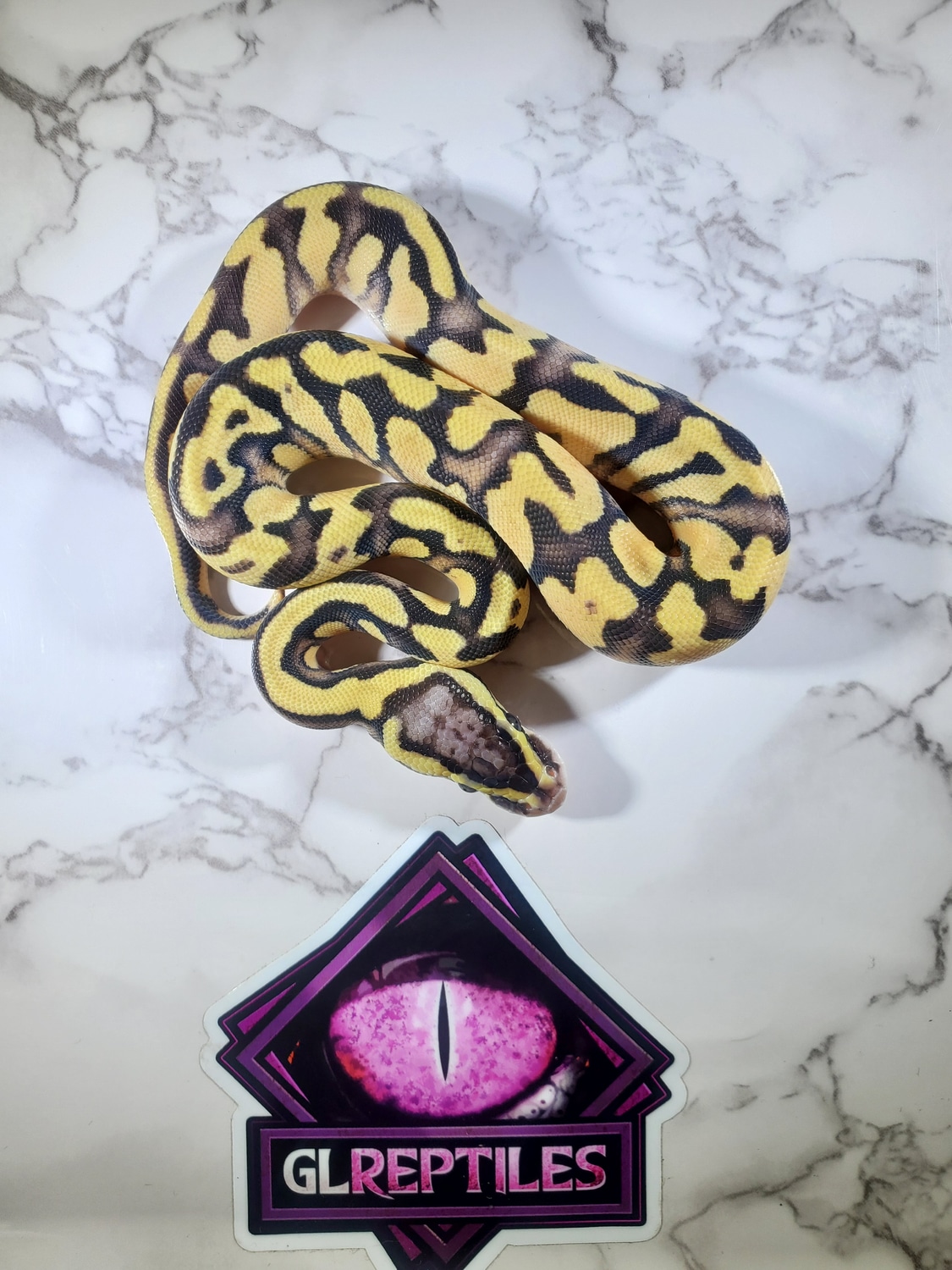 Enchi Firefly Het Dg Clown Ball Python by GL Reptiles - MorphMarket