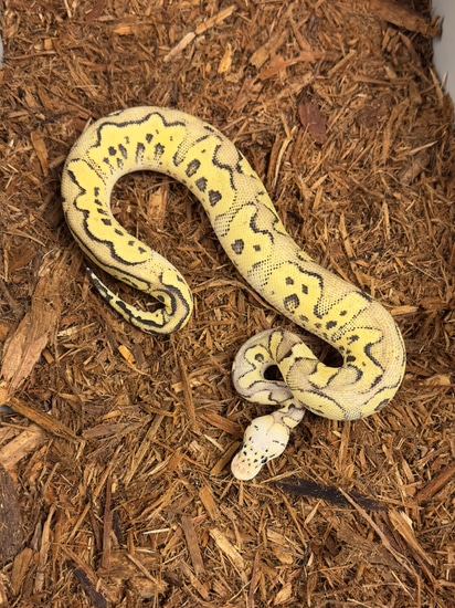 Firefly Clown Het Dg Ball Python by GL Reptiles