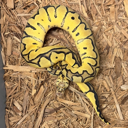 Pastel Clown Het Dg Ball Python by GL Reptiles - MorphMarket