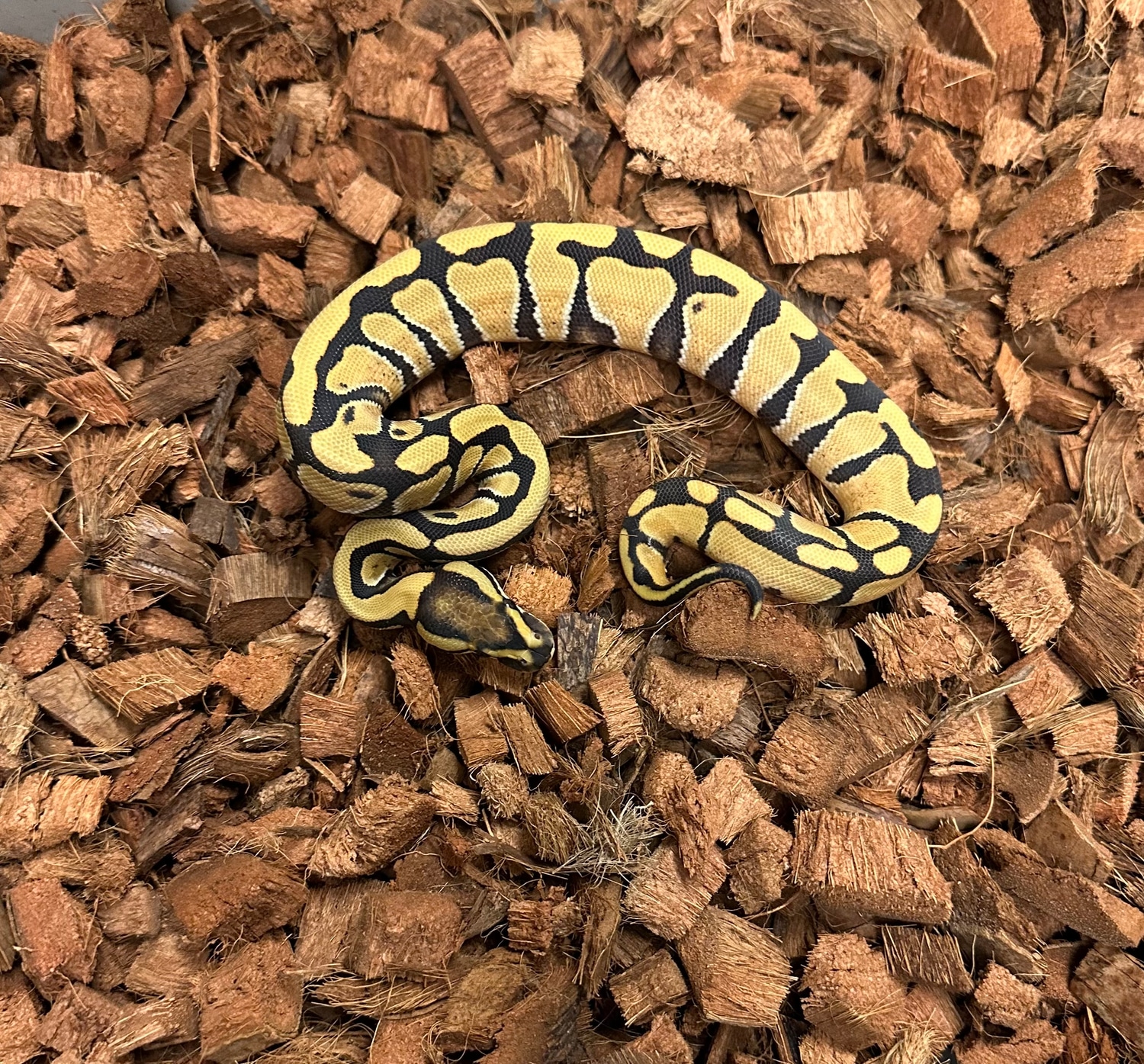 Enchi Desert Ghost Het Clown Ball Python by GL Reptiles - MorphMarket