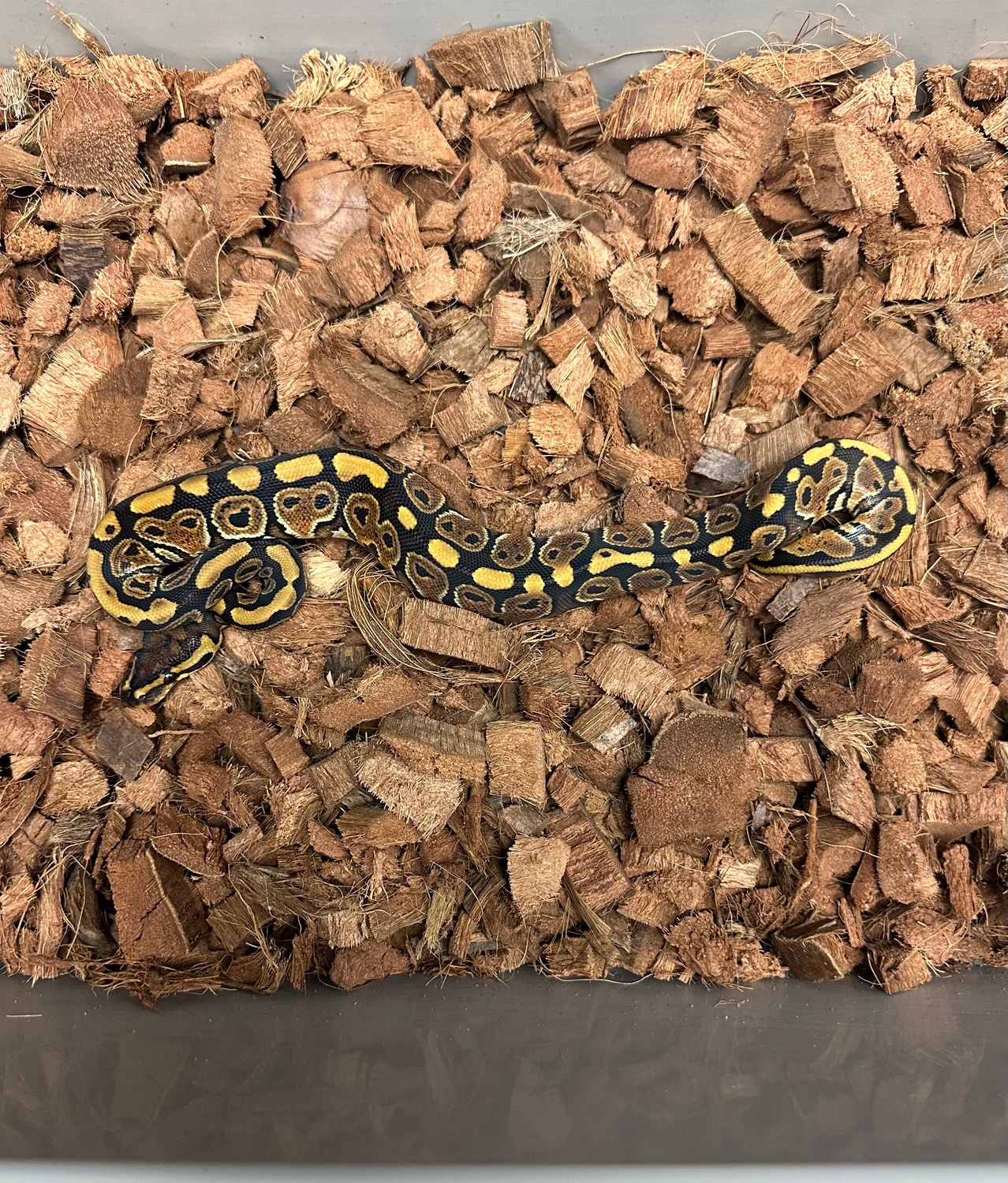 (Noco) Special Het Clown Ball Python by GL Reptiles - MorphMarket