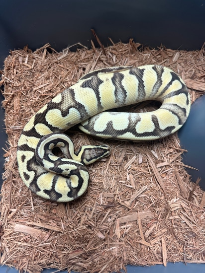 Enchi Firefly Het Dg Clown Ball Python by GL Reptiles