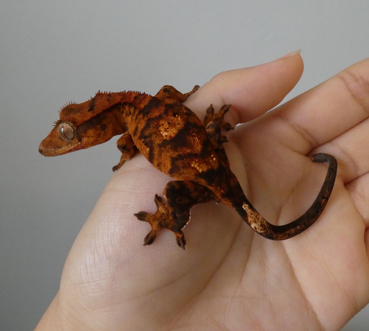 Orange Tiger Dalmatian Crested Gecko by GaiaUniversal - MorphMarket