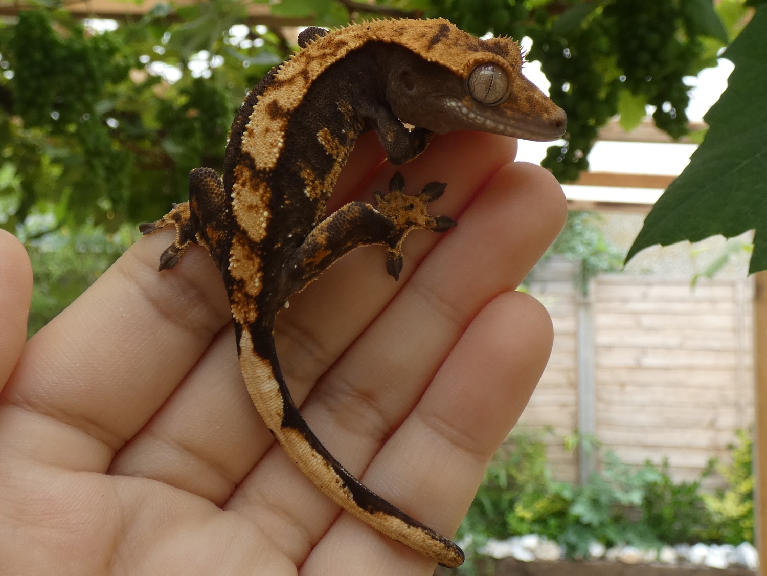 Dark Harlequin Partial Pinstripe Dalmatian Crested Gecko by ...