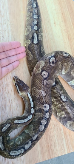 Black Pastel Vanilla GHI Ball Python by Gaia's Wicked Reptiles