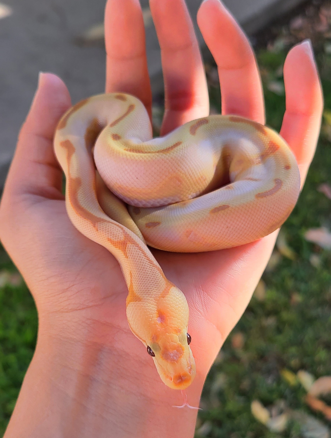 Pastel Super Orange Dream Spider Fire Ball Python by Gaia's Wicked ...