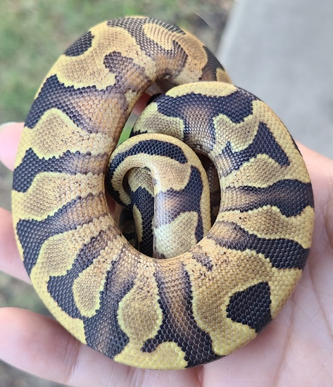 Orion Enchi Ball Python by Gaia's Wicked Reptiles