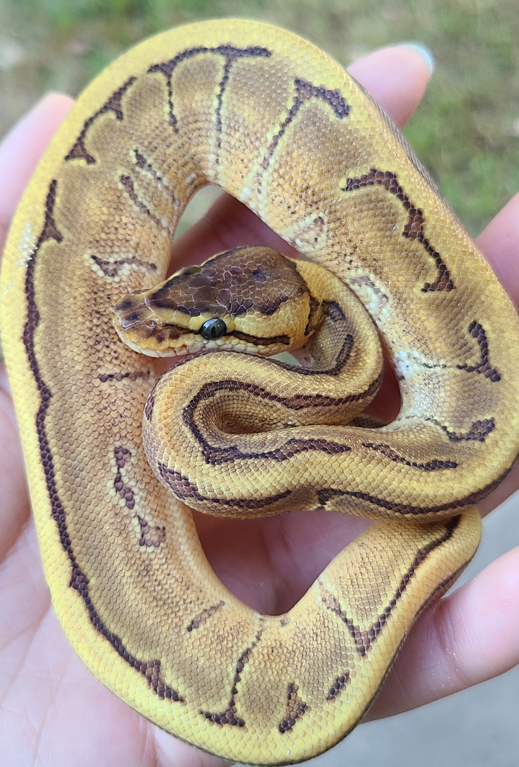 Pinstripe Yellowbelly Enchi Ball Python by Gaia's Wicked Reptiles - MorphMarket