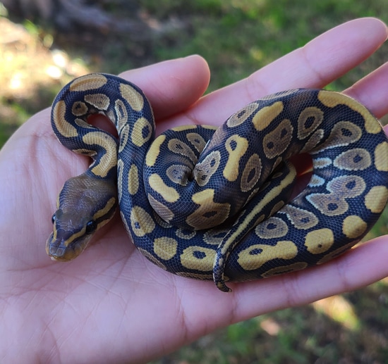 Black Head Hypo Ball Python by Gaia's Wicked Reptiles