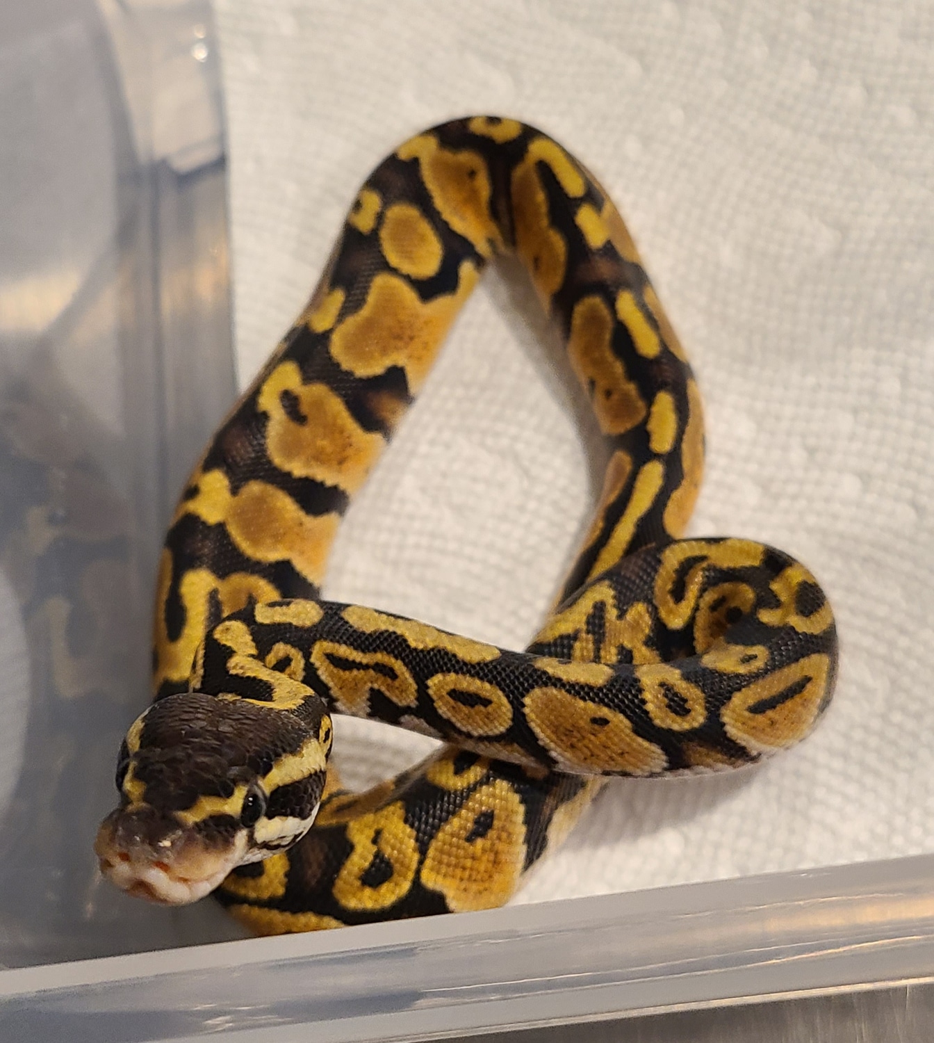 Black Pastel Vanilla Ball Python by Gaia's Wicked Reptiles - MorphMarket