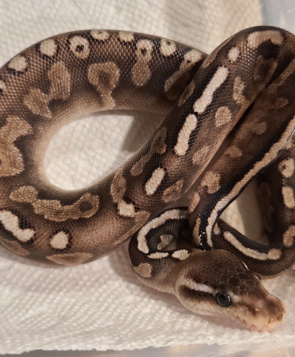 Black Pastel Vanilla GHI Ball Python by Gaia's Wicked Reptiles ...