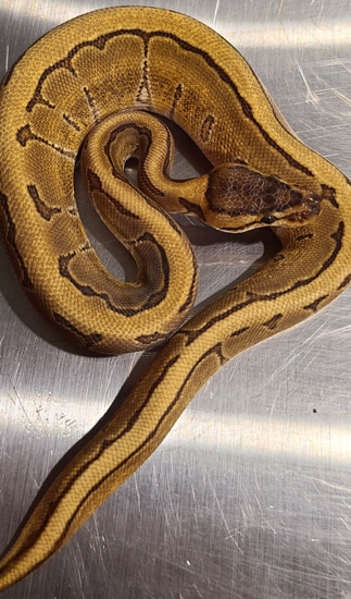 Enchi Pinstripe Pos Yellowbelly Pos Specter Ball Python by Gaia's ...