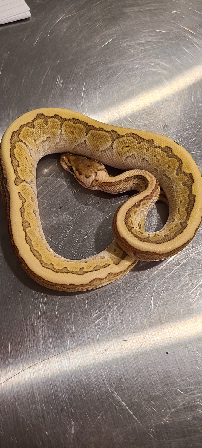 Pastel Enchi HGW Pinstripe Specter Lesser Ball Python by Gaia's Wicked ...