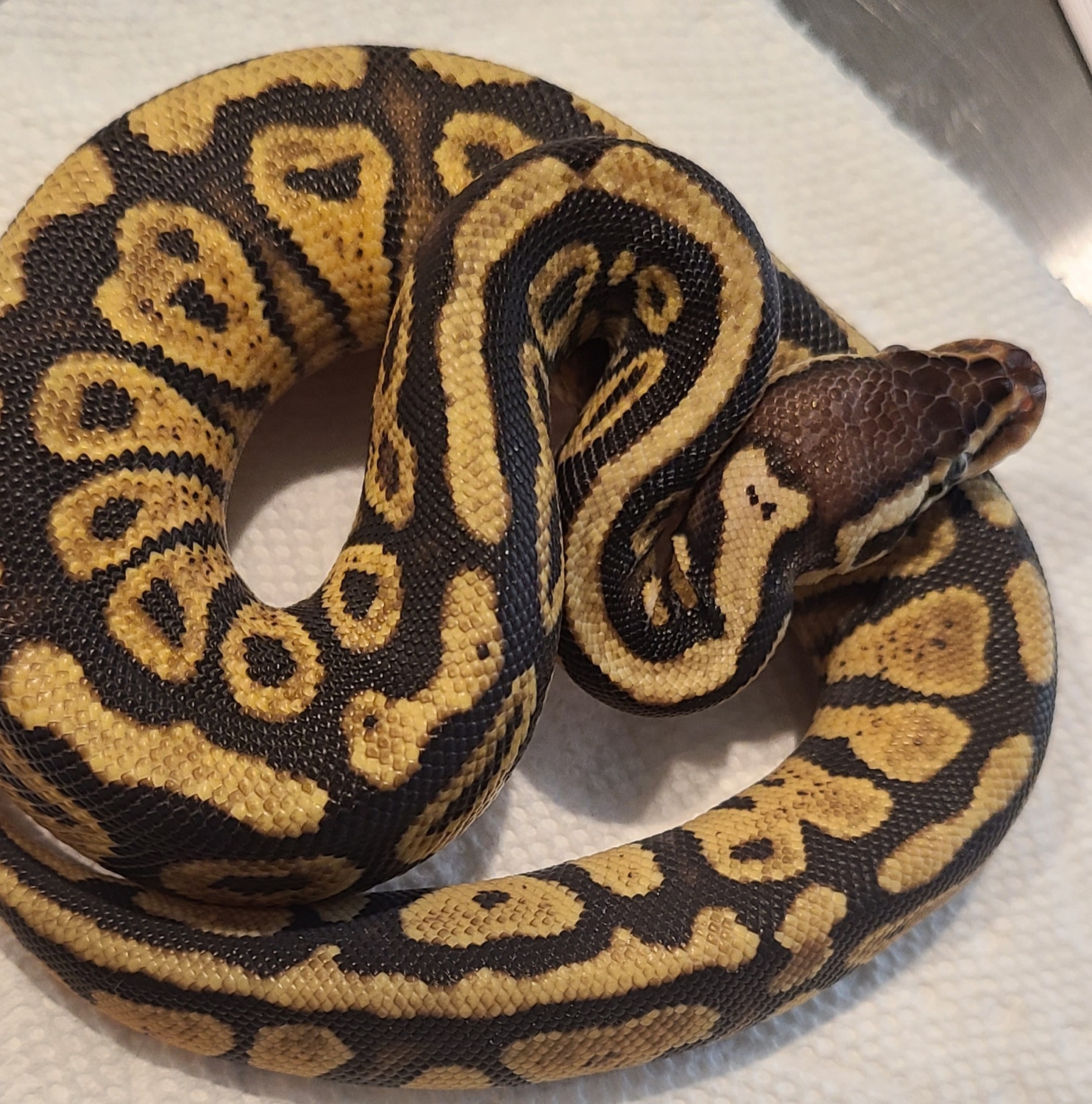 Enchi Specter Pastel Pos. Yellowbelly/Gravel 100% Het. Hypo Ball Python ...