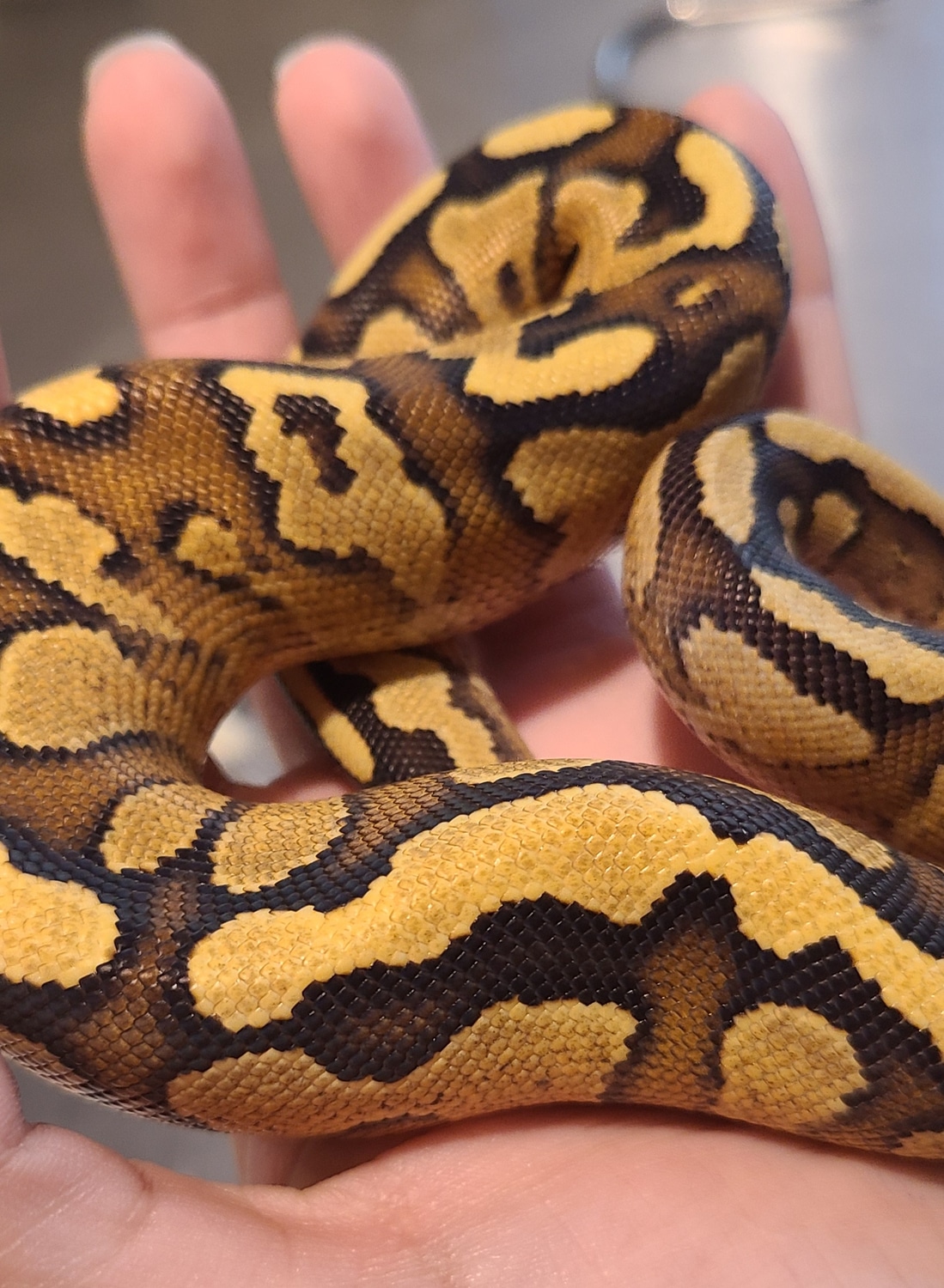 Pastel Super Orange Dream Yellowbelly/Gravel Fire Ball Python by Gaia's ...