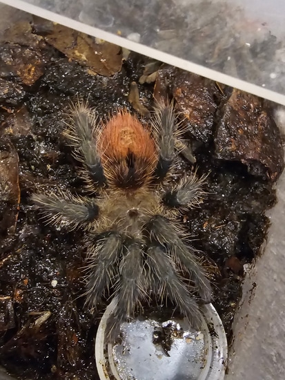Peruvian Flame Rump Tarantula by Gaia's Wicked Reptiles