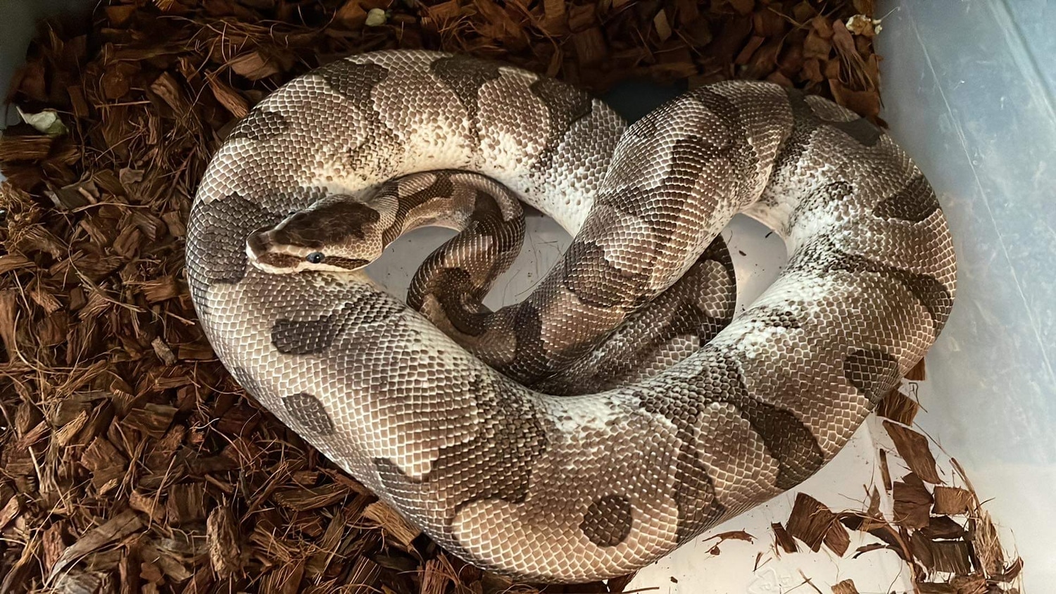 Super Enchi VPI Axanthic Ball Python by Thibodeaux Genetics - MorphMarket