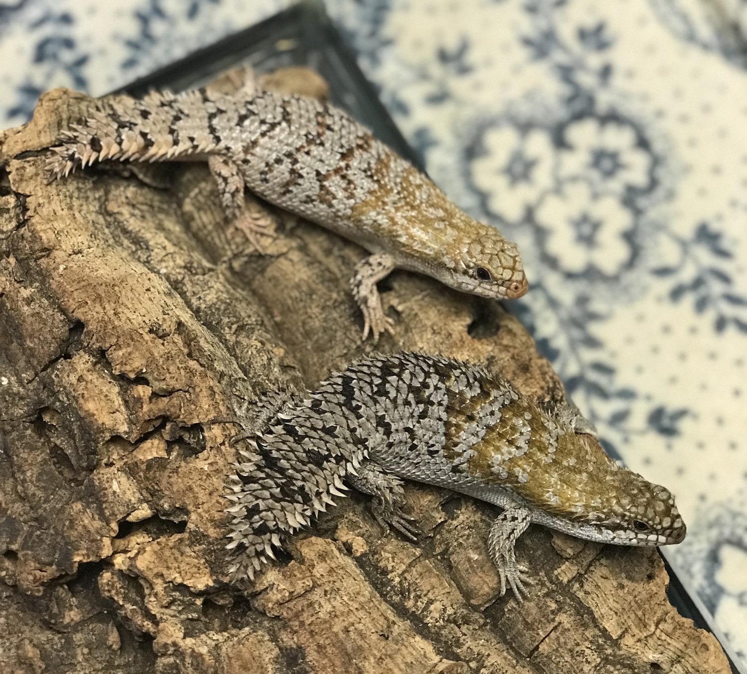 Pigmy Spiny-Tailed Skink ( Egernia Depressa ) - PROVEN PAIR Other Skink ...