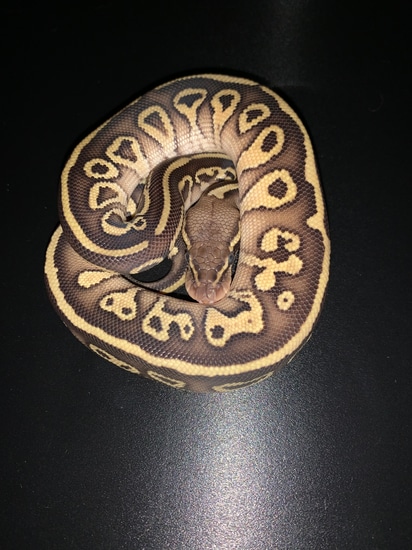 Black Pewter Leopard Butter 50% Het Hypo Ball Python by Lume Reptiles