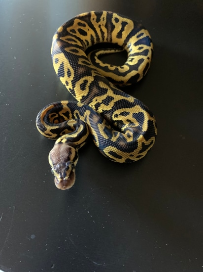 Pastel Leopard Yellow Belly Het Clown Ball Python by Galactic Exotic ...