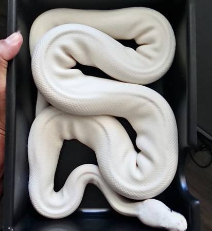 Super Lesser Ball Python by KW's Little Zoo