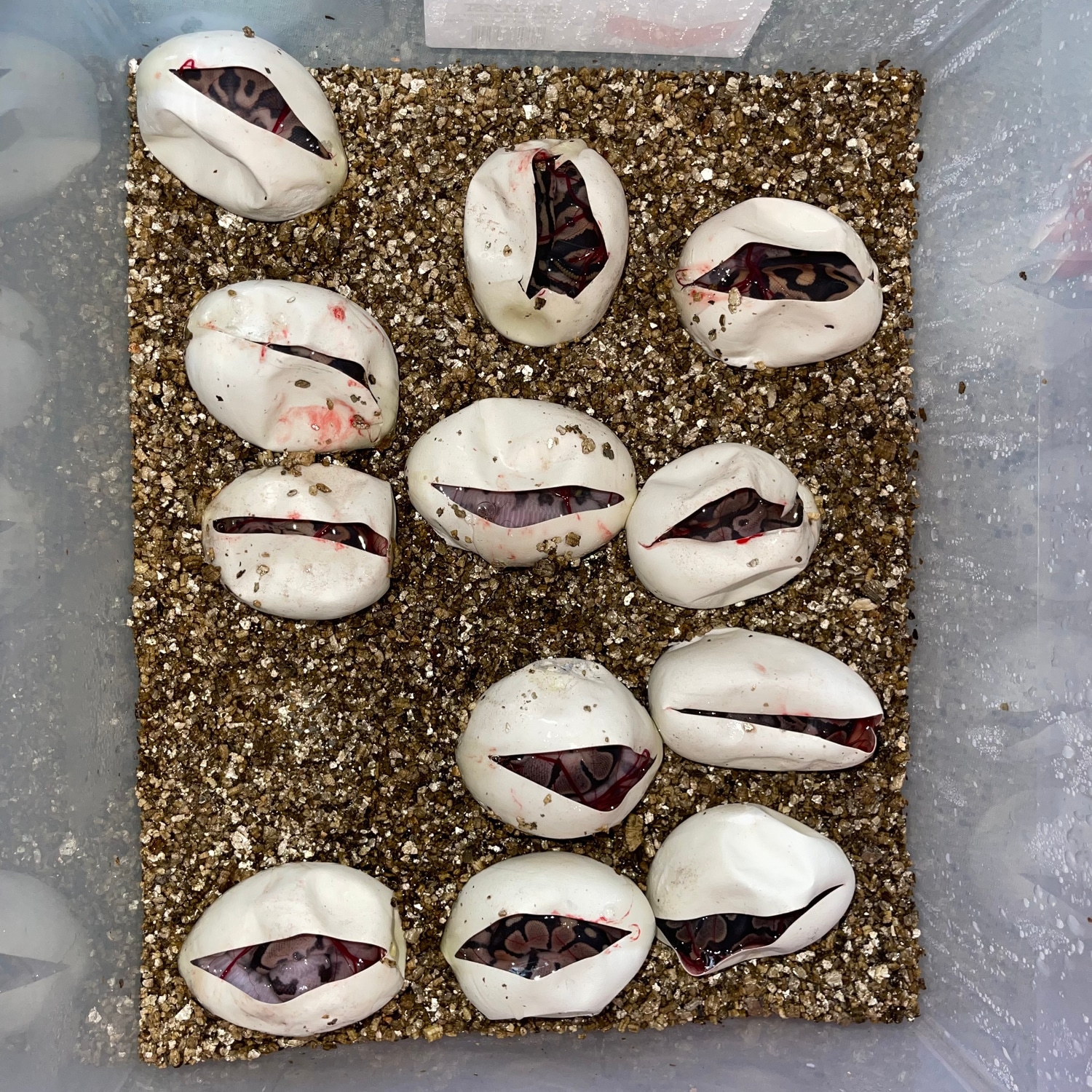 Ball Python Clutch: 2022-c01 by Galaxy of Ball Pythons - MorphMarket